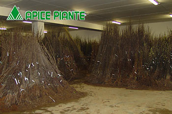 apicepiante.eu - About US