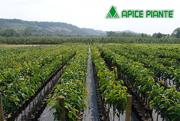 apicepiante.eu - About US