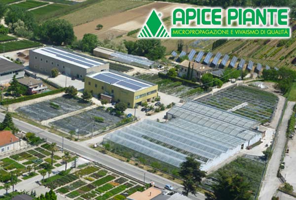 apicepiante.eu - Home