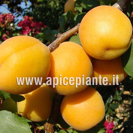 Cultivar Albicocco Portici Bologna