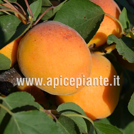 APRICOT TREE Prunus armeniaca (rosaceae) : Apricot tree Vitillo