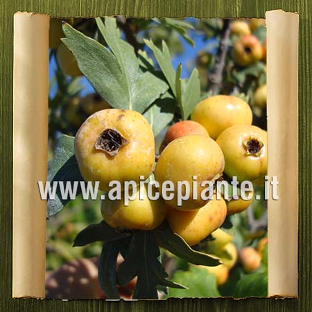 ACEROLO : Azzeruolo Giallo