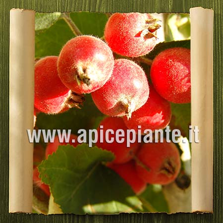 AZZERUOLO : Azzeruolo Rosso