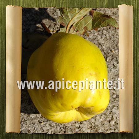 FRUTTI ANTICHI, DIMENTICATI, RESISTENTI ALLE MALATTIE : Cotogno Meliforme