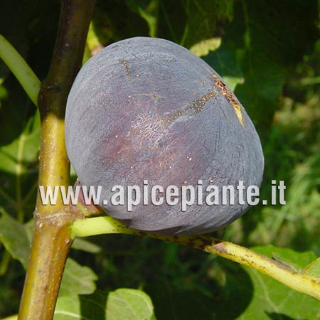 FIG TREE Ficus carica L. (Moraceae) : Fig tree Brogiotto