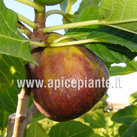 FIG TREE Ficus carica L. (Moraceae) : Fig tree Cerreto CL N45