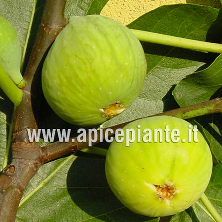 FIG TREE Ficus carica L. (Moraceae) : Fig tree Paradiso CL R0