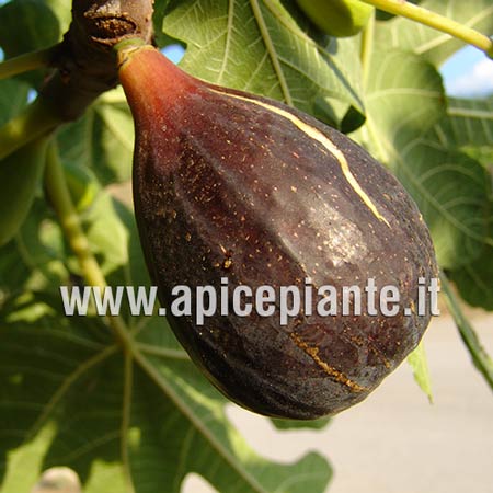 FICO Ficus carica L. (Moraceae) : Fico Turca CL N9