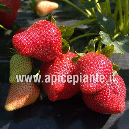 FRAGOLA Fragaria Spp., Fragaria vesca L. (Rosaceae) : Fresa de estación
