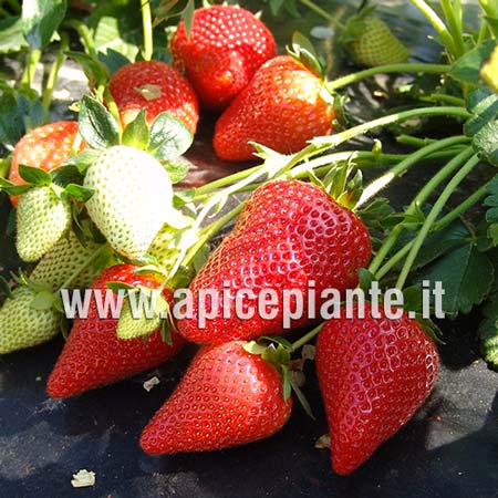 FRAGOLA Fragaria Spp., Fragaria vesca L. (Rosaceae) : Fragola Rifiorente