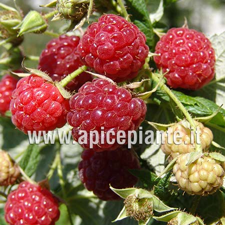 LAMPONE Rubus idaeus L. (Rosaceae) : Lampone Autumn rifiorente