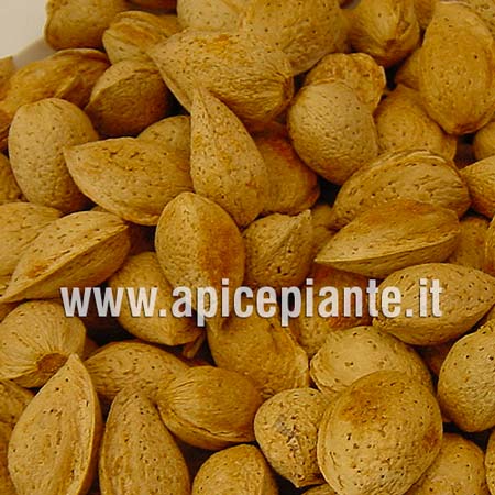 ALMOND TREE Amygdalus communis (rosaceae) : Almond tree Texas