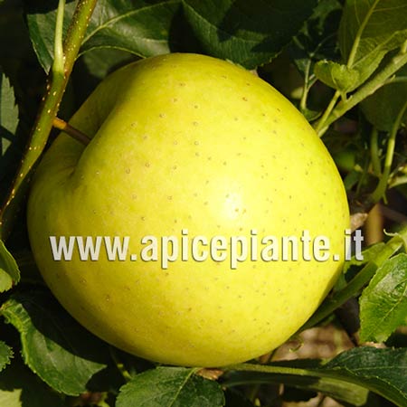 APPLE TREE Malus Communis (rosaceae) : Apple tree Golden B