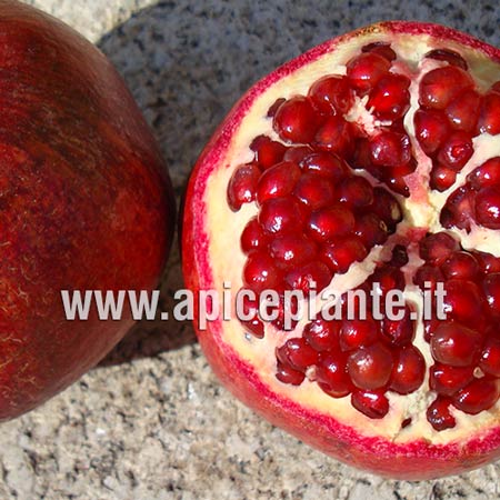 MELOGRANO Punica granatum (Punicaceae) : Melograno Wonderfull