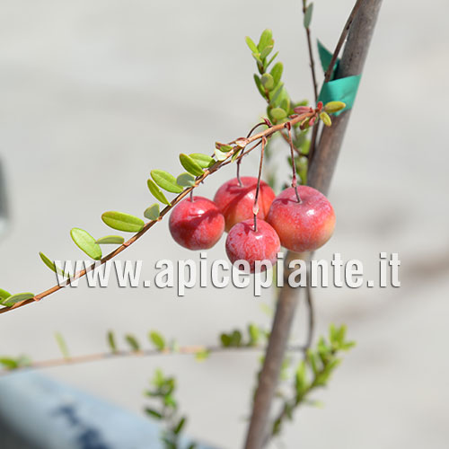 FRUTTI VITAMINICI E NUTRACEUTICI : Mirtillo Rosso Americano