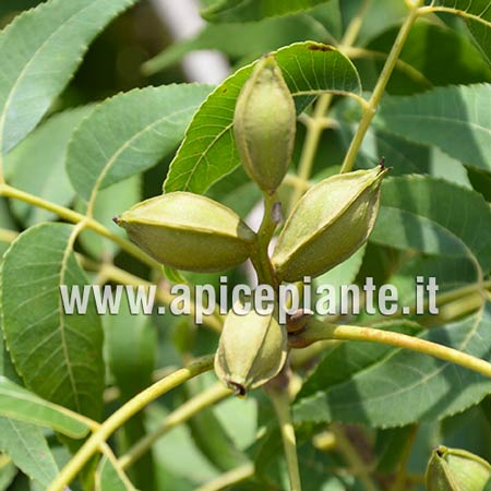 NOCE Juglans regia (Juglandaceae) : Noce Pecan