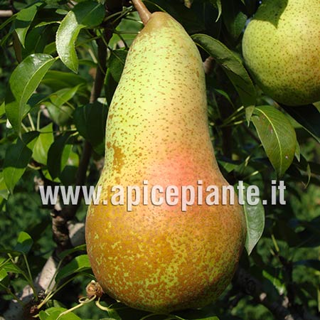 PEAR TREE Pirus communis (rosaceae) : Pear tree Abate Fetel