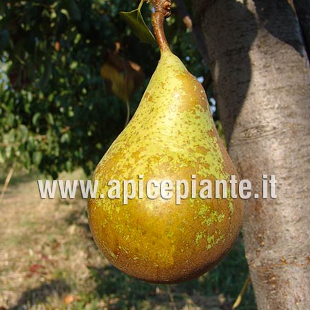 PEAR TREE Pirus communis (rosaceae) : Pear tree Conference