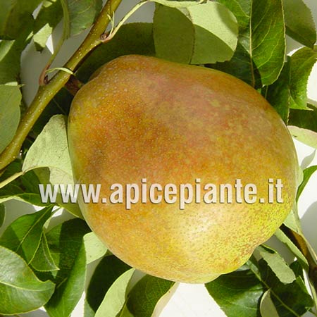 PEAR TREE Pirus communis (rosaceae) : Pear tree Decana del Comizio