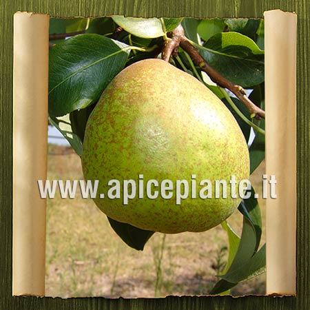 PERO Pirus communis (rosaceae) : Pero Passa Crassana