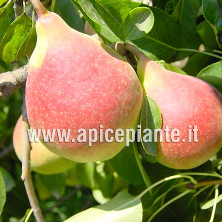 PEAR TREE Pirus communis (rosaceae) : Pear tree Santa Maria