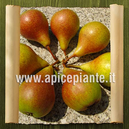 PEAR TREE Pirus communis (rosaceae) : Pear tree “Spadona”