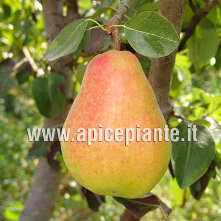 PERO Pirus communis (rosaceae) : Pero William bianco