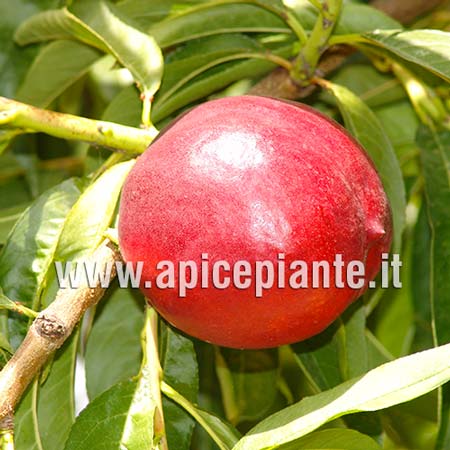 NECTARINE TREE : Nectarine tree Independence