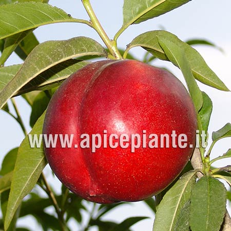 PEACH TREE Prunus persica (rosaceae) : Nectarine tree Firebrite