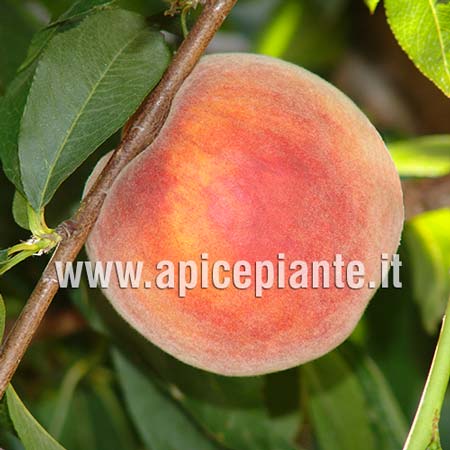PESCO Prunus persica (rosaceae) : Pesco Glohaven