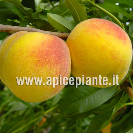 PEACH TREE Prunus persica (rosaceae) : Peach tree Andross