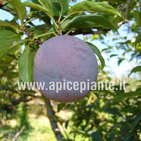 SUSINO Prunus domestica (rosaceae) : Susino Friar Tardiva Angelino