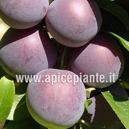 SUSINO Prunus domestica (rosaceae) : Susino Obilnaya