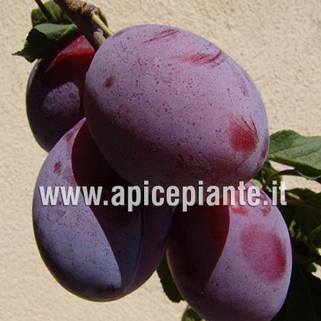 SUSINO Prunus domestica (rosaceae) : Susino President