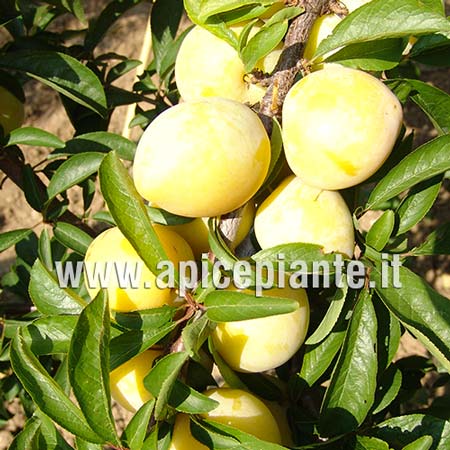 SUSINO Prunus domestica (rosaceae) : Susino Shiro - Goccia d'oro