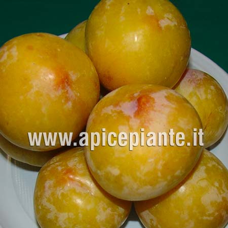 SUSINO Prunus domestica (rosaceae) : Susino Sungold O