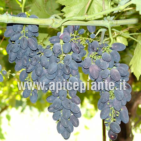 UVE Vitis vinifera L. (Vitaceae) : Uva Black Cardinal