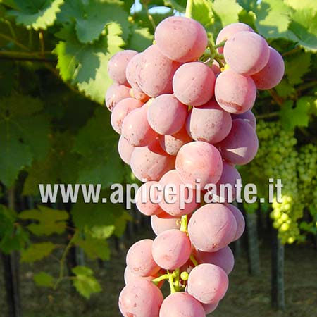 VINE Grape Vitis vinifera L. (Vitaceae) : Grape Red Globe