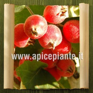 AZAROLE TREE : Azzeruolo Rosso