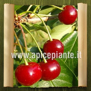 OLDER FRUITS : Cherry tree acid “Visciola”