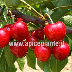 CHERRY TREE Prunus avium (rosaceae) : Cherry tree Van (Pollination)