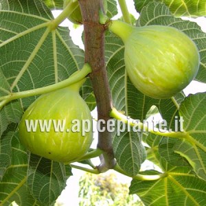 FICO Ficus carica L. (Moraceae) : Fico Dottato