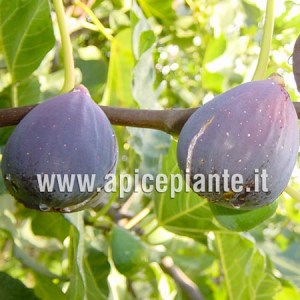 FIG TREE Ficus carica L. (Moraceae) : Fig tree Verdone CL N15