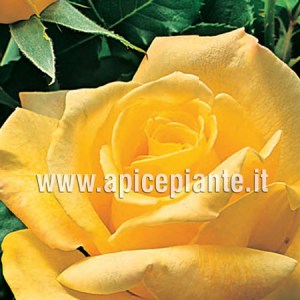 ROSES : Rosa grandiflora rifiorente GOLDEN MASTERPIECE