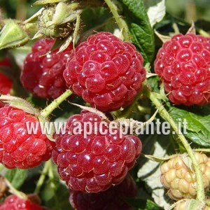 RASPBERRY Rubus idaeus L. (Rosaceae) : Raspberry Rosanna Rifiorente