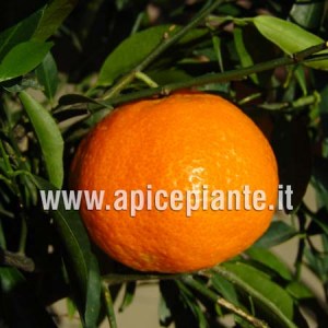 AGRUMI : Mandarino