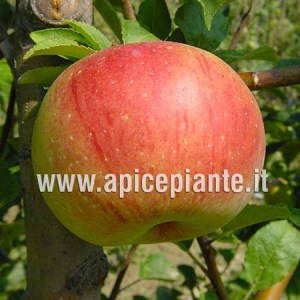 APPLE TREE Malus Communis (rosaceae) : Apple tree Annurca