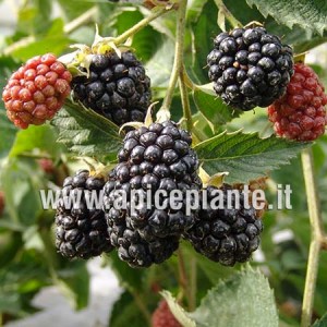 ZARZAMORA Rubus fruticosus (Rosaceae) : Mora Chester gigante senza ...