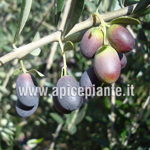 OLIVE TREE Principales variedades : Olive tree Frantoio R