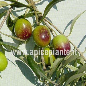 OLIVE TREE Dual purpose variety : Olive tree Picholine